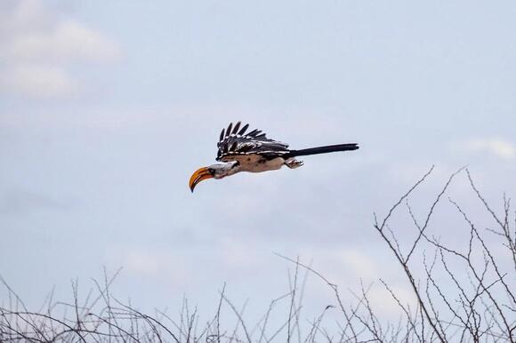 What Kind of Bird Is Zazu? The Real Story Behind the Character - NewsBreak