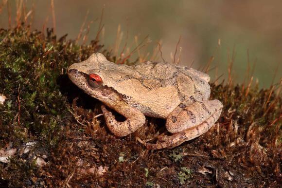 12 Animals That Can Freeze Themselves to Survive Winter - NewsBreak