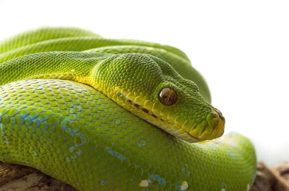 10 Ancient Animal Symbols That Still Hold Powerful Meanings Today ...