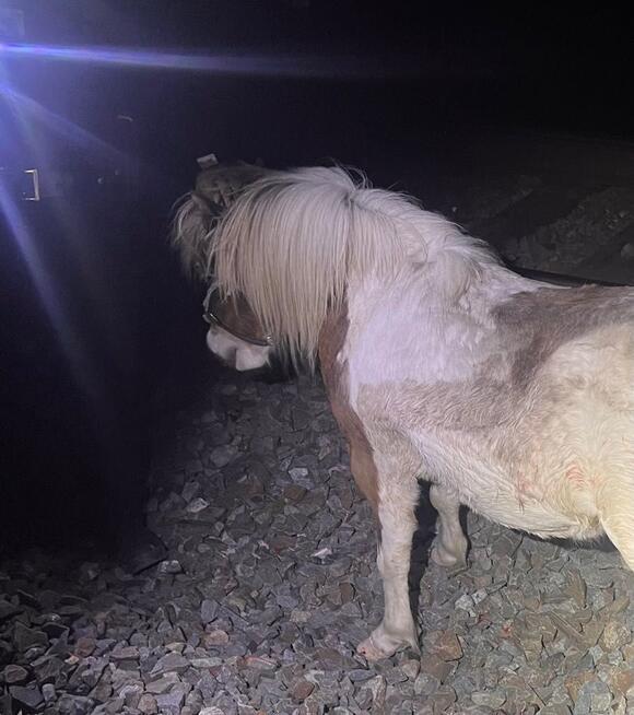 Teddy The Miniature Horse Recovering At Rhinebeck After Train Accident ...