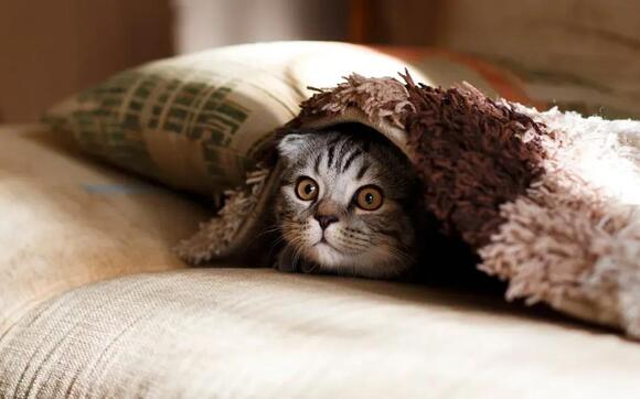 People Who Prefer Cats Over Dogs Often Carry This One Childhood ...