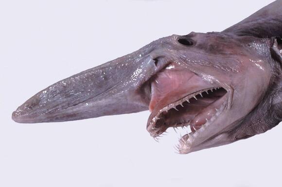 15 Scariest Creatures Found in the Deep Ocean - NewsBreak