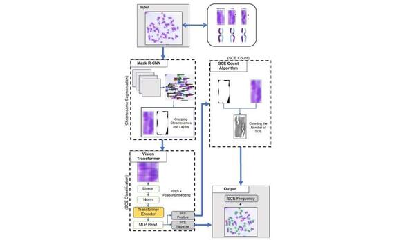 Eye for trouble: Automated counting for chromosome issues under the ...