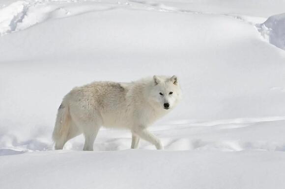 Why Some Wolves Are Now Fishing in Alaska - NewsBreak