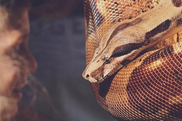 12- Year Old Girl Takes On A Python To Save Her Guinea Pig - NewsBreak