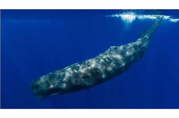 The Loudest Fish Lives Off U.S. Shores - NewsBreak