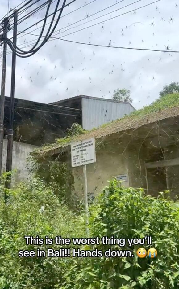 ‘Worst thing I’ve ever seen’: Insane video of spiders in Bali horrifies ...