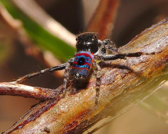 The Spider as a Spirit Animal Weaving Your Own Destiny - NewsBreak