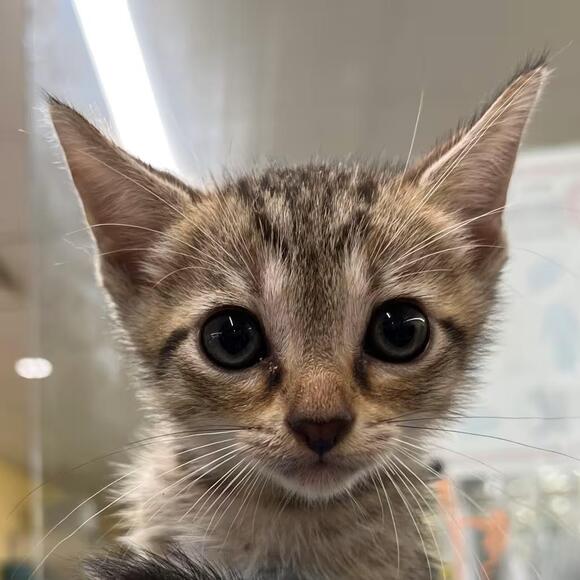 🐱 Playful & Sweet Kittens Ready for Adoption in West Palm Beach - NewsBreak