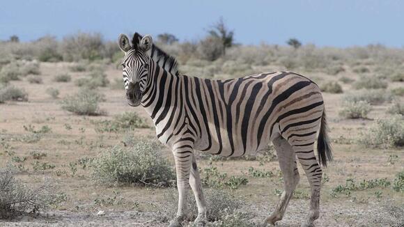 The Ongoing Fight to Protect Endangered Zebra Species - NewsBreak