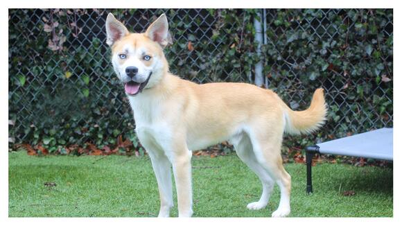 Paws & Pals: 3 dogs up for adoption at Town of North Hempstead Animal ...