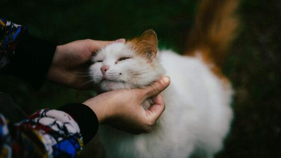 13 Organizations Fighting to End Animal Testing - NewsBreak