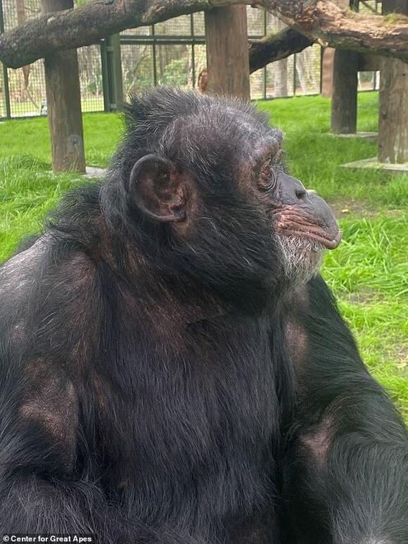 Michael Jackson's chimp Bubbles used to party all night but new photos ...