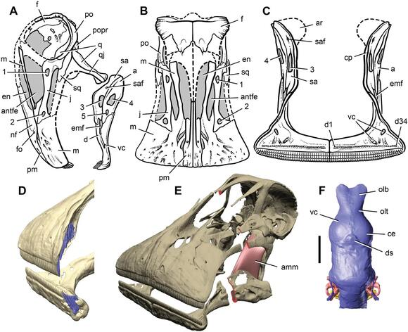 Advanced Imaging Reveals: Dinosaur Brains Were More Complex Than We ...