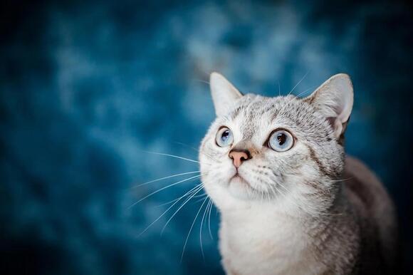 The Debate Over Cat Euthanasia: Is It Always the Right Choice? - NewsBreak