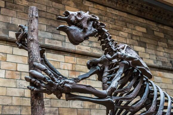 The Giant Sloth That Used Its Claws Like Swords - NewsBreak