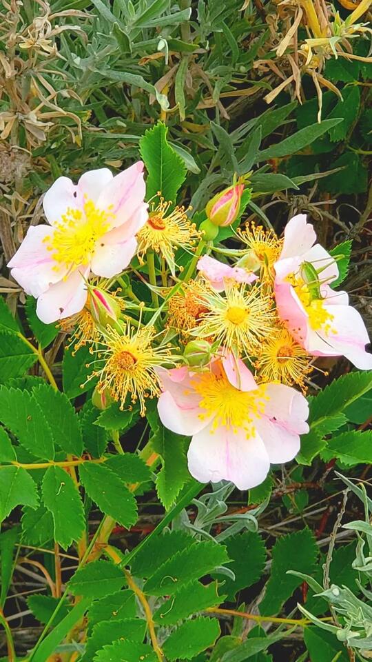 North Dakota Sees Sharp Drop In Serious Crimes - NewsBreak