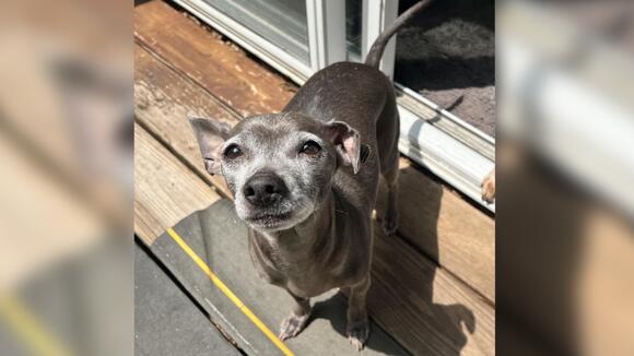 “Velcro Dog” Angel Clings to Hope as He Searches for Someone Who Won’t ...
