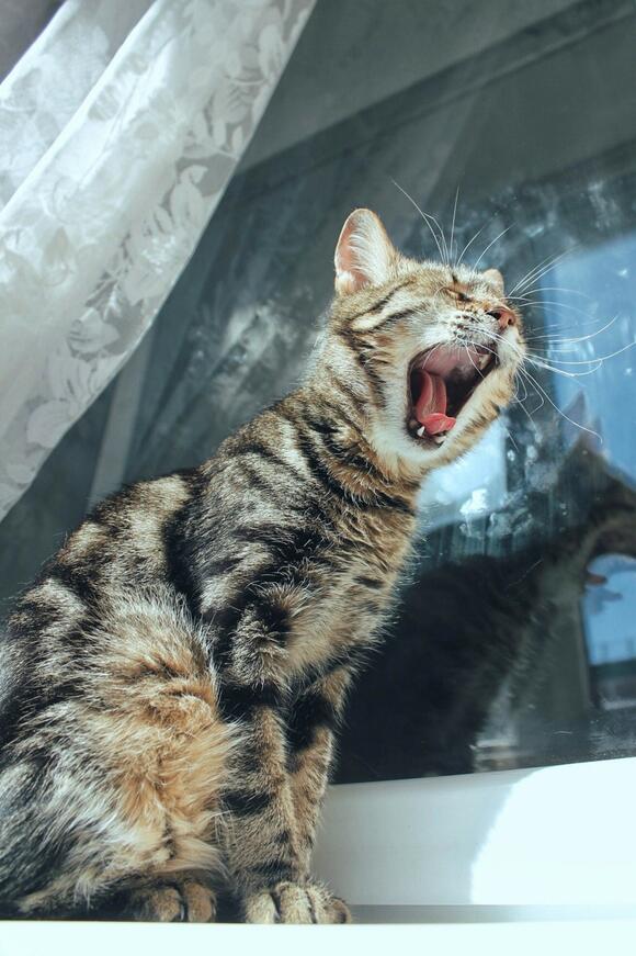 17 Fascinating Cat Superstitions from Around the World - NewsBreak