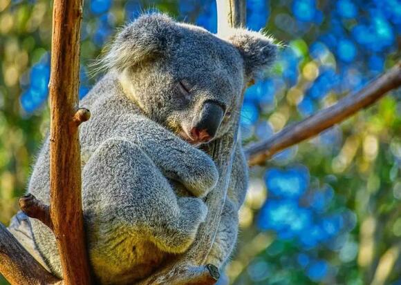 Louisiana AG Says Cockfighting Ban Still Stands - NewsBreak