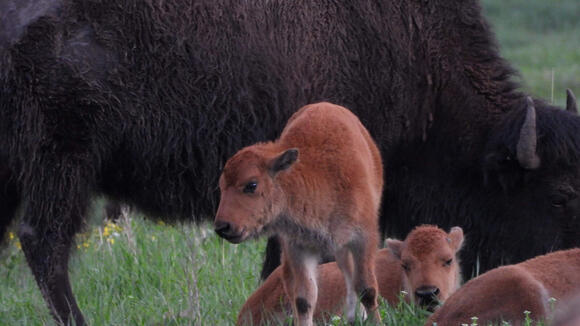 Bison Calf Tragically Perishes After Fall Into Yellowstone’s Boiling ...