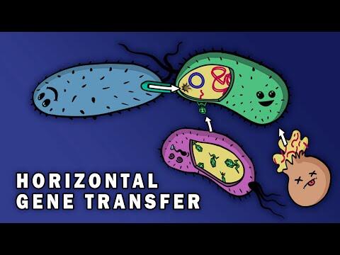 Cockroaches Have Been Hiding a DNA Secret For Millions of Years - NewsBreak
