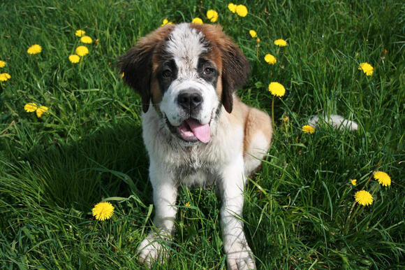 Barry the St. Bernard: The Original Rescue Dog - NewsBreak
