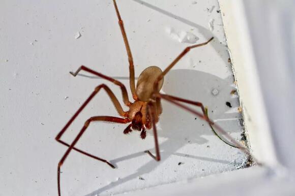 Wolves, Ranchers, Politics: Why Colorado Hit Pause - NewsBreak