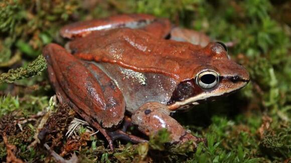 14 Creatures That Can Freeze and Thaw Back to Life - NewsBreak