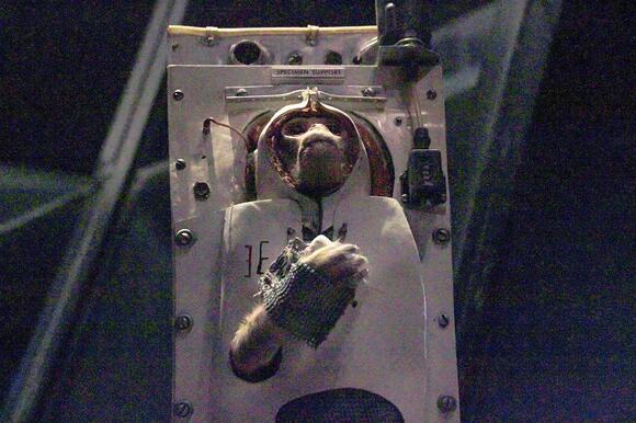 How Albert II Became the First Monkey to Travel to Space and Survive ...