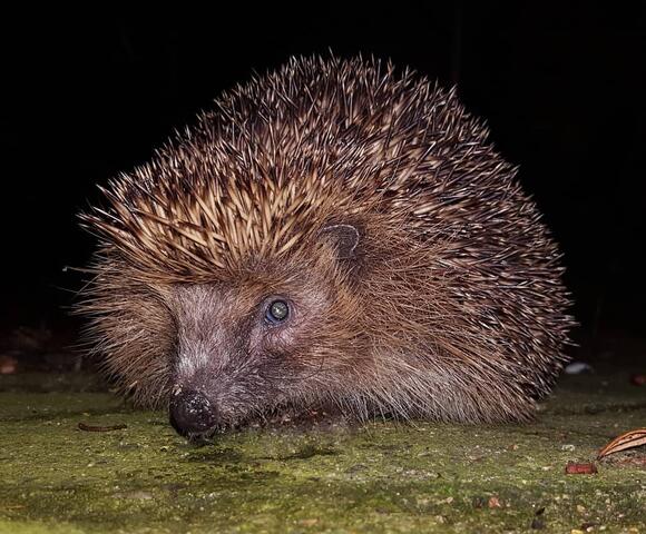 12 Things You Need to Know Before Getting a Pet Hedgehog - NewsBreak