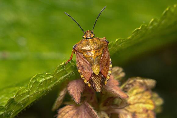 The 10 Most Invasive Animal Species Wreaking Havoc in the US - NewsBreak