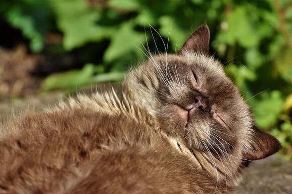 Why Some Cats Are Natural Emotional Support Animals — Even Without ...