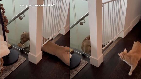 Video: Dog’s Crawl Under Baby Gate Impresses the Internet - NewsBreak