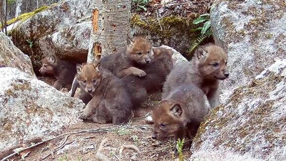 Voyageurs Wolf Project introduces 7 pups of 2023 Half-Moon Pack with ...