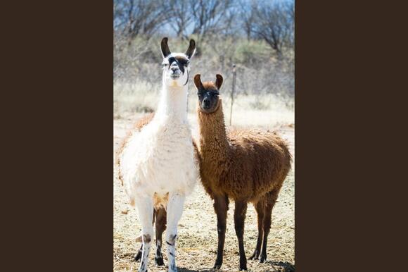 What Arizona Horse Owners Need To Know About EHV1 Outbreak - NewsBreak