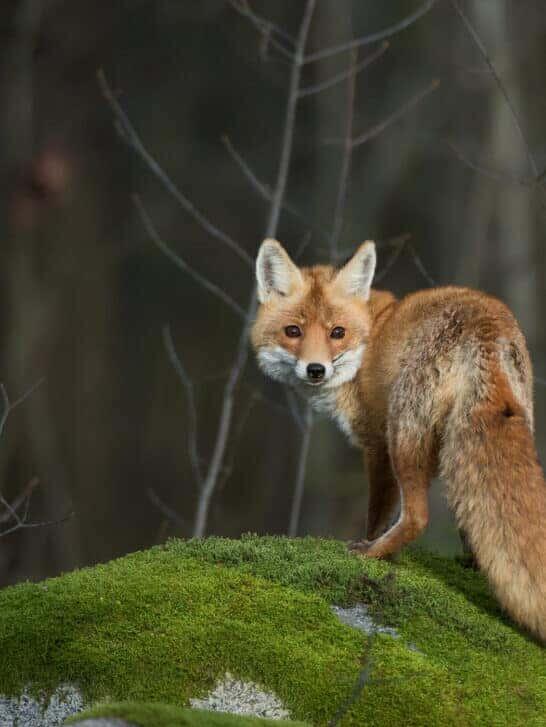 This Newly Found Fox in New England Has Scientists Talking - NewsBreak
