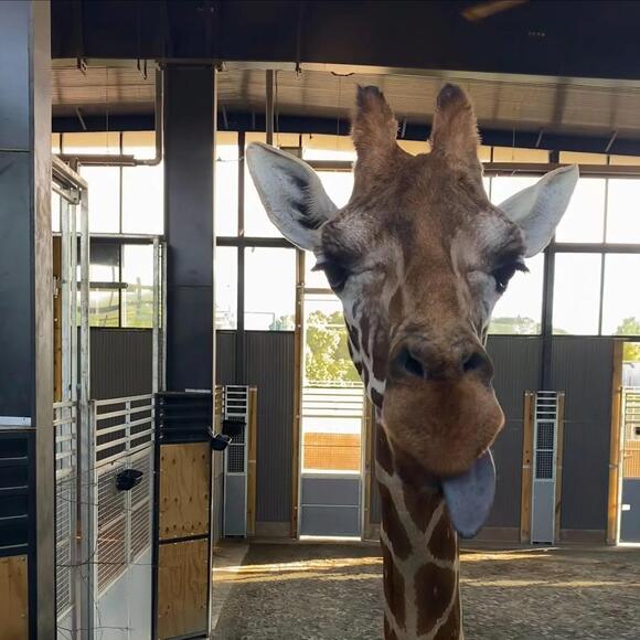 Arrests made, dozens of charges filed in Natural Bridge Zoo animal ...