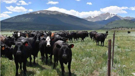 Who is the largest landowner in the U.S.? - NewsBreak