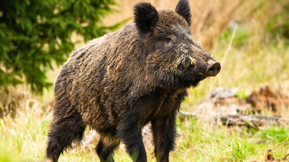 The States With the Most Wild Hogs and How They’re Taking Over - NewsBreak