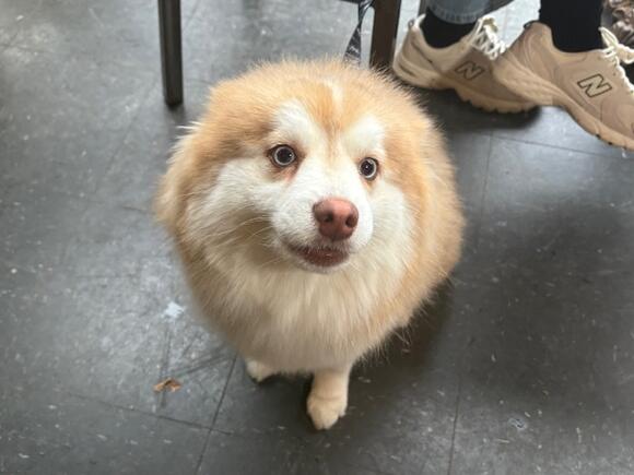 Zeus on the loose: Akron couple reunited with lost dog after 7 months ...