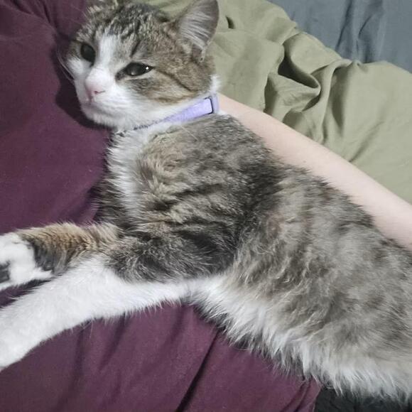 🐱 Friendly Cats Waiting for Adoption in Mt Vernon, AR - NewsBreak