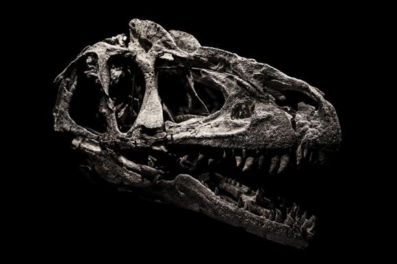 The First Dinosaur Bone Ever Discovered — and Who Found It - NewsBreak