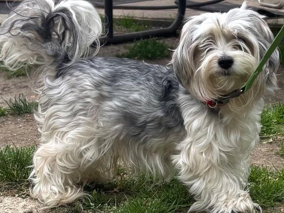 Tiny, Friendly, & Full of Zoomies: Yoshi’s Big Personality in a Small ...