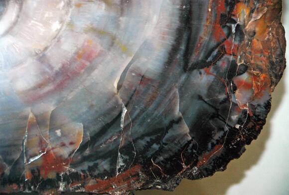 The Forest That Turned to Stone: Fossilized Wood and Ancient Clues in ...