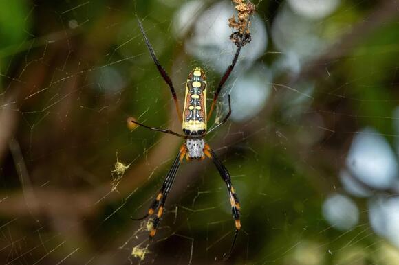 10 Creepy-Crawly Spiders That Are Surprisingly Fascinating - NewsBreak