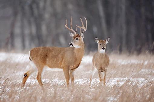 NY Rolls Out Major Changes to Deer Hunting Rules - NewsBreak