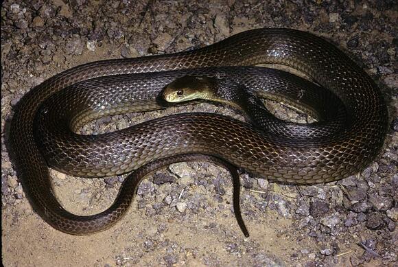 15 Most Venomous Snakes in the World Ranked - NewsBreak