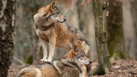 14 states where wolves are making a real comeback - NewsBreak