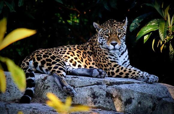 Why Leopards Are Adapting Faster Than Any Other Big Cat - NewsBreak